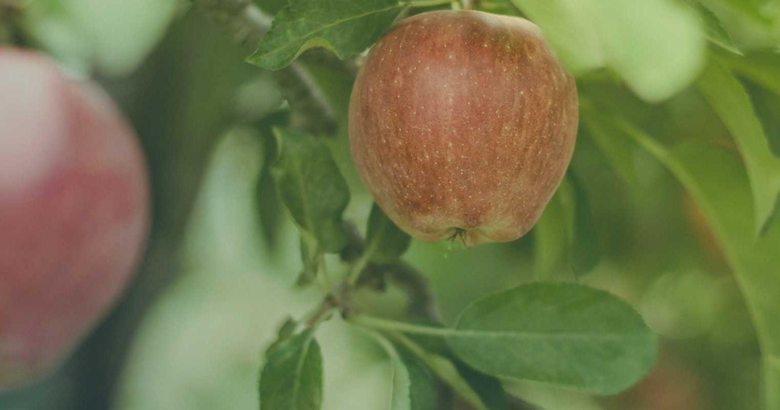 Washington Apple Growers Wage Suppression | Hagens Berman
